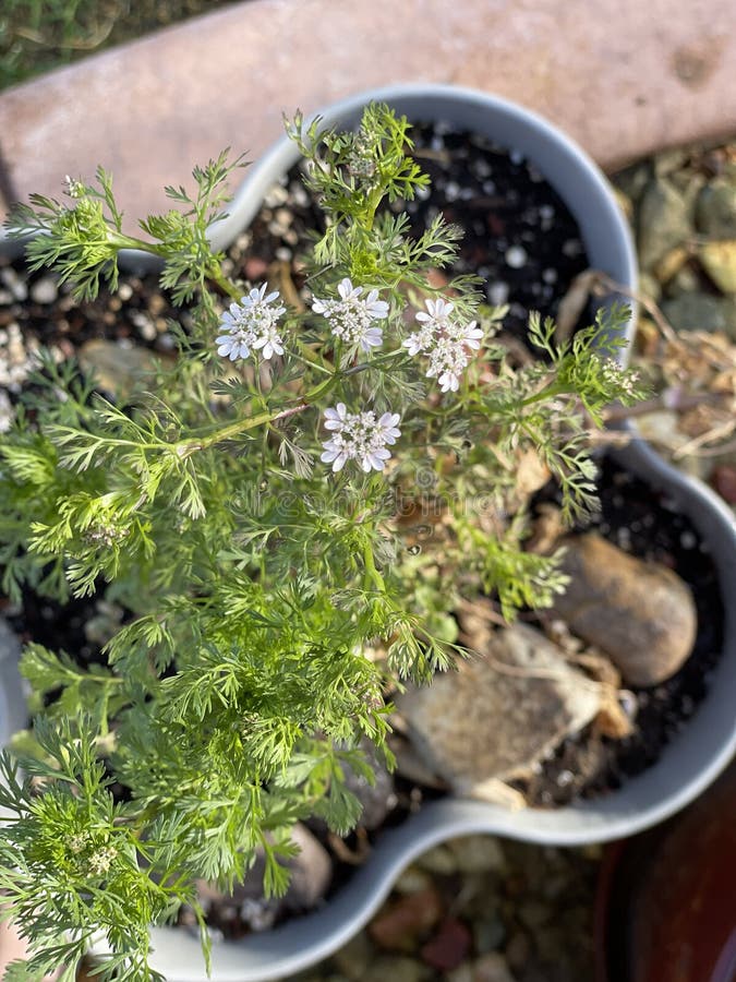 Flores E Folhas Do Cilantro Imagem de Stock - Imagem de alimento ...