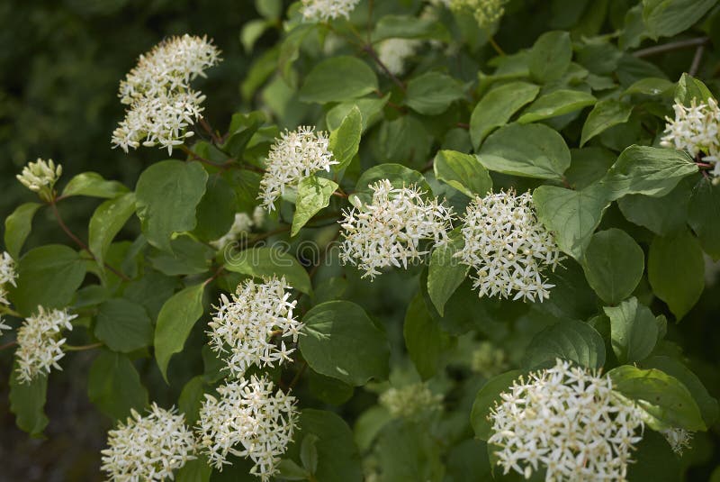 Flores Color Crema Del Sanguinea Del Cornus Foto de archivo - Imagen de ...