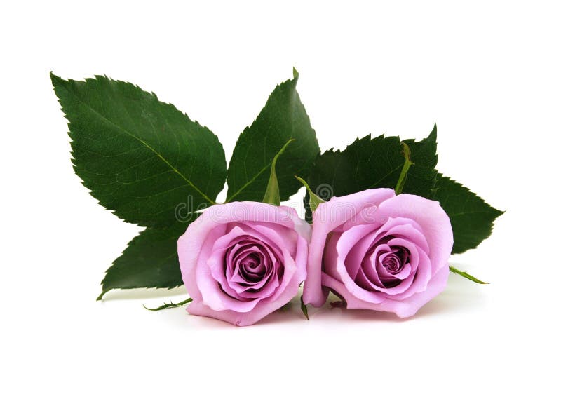 Flores Color De Rosa De La Violeta Imagen de archivo - Imagen de ...