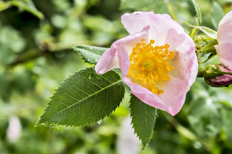 Flores Color De Rosa Del Perro Imagen de archivo - Imagen de fondo ...
