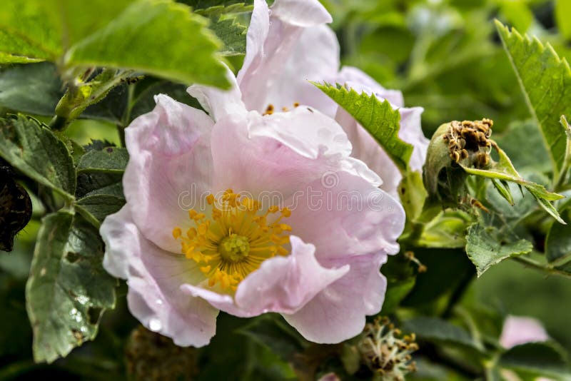 Flores Color De Rosa Del Perro Imagen de archivo - Imagen de arboreto ...