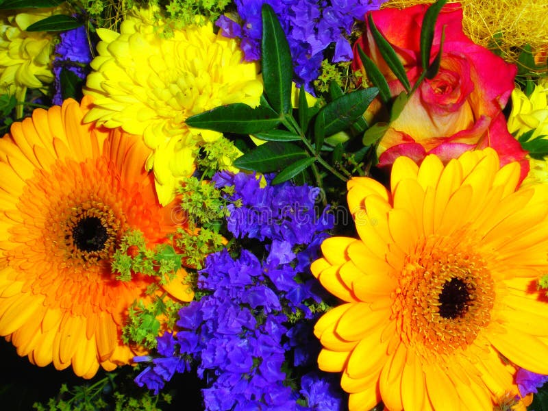 Flores coloridas imagem de stock. Imagem de elegância - 9911205