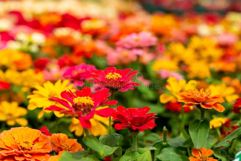 Flores coloridas imagem de stock. Imagem de bonito, jardim - 148487123