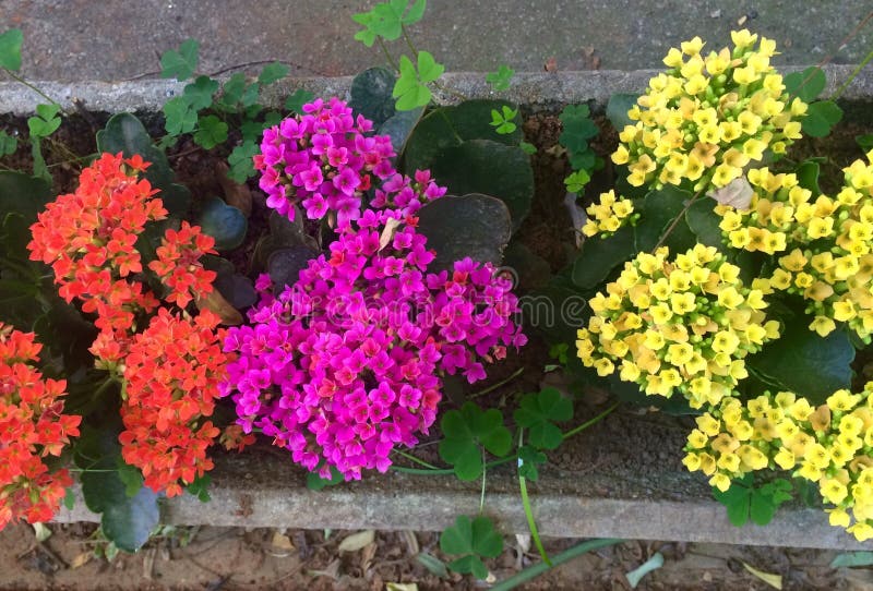 Flores coloridas pequenas foto de stock. Imagem de cimento - 74027678