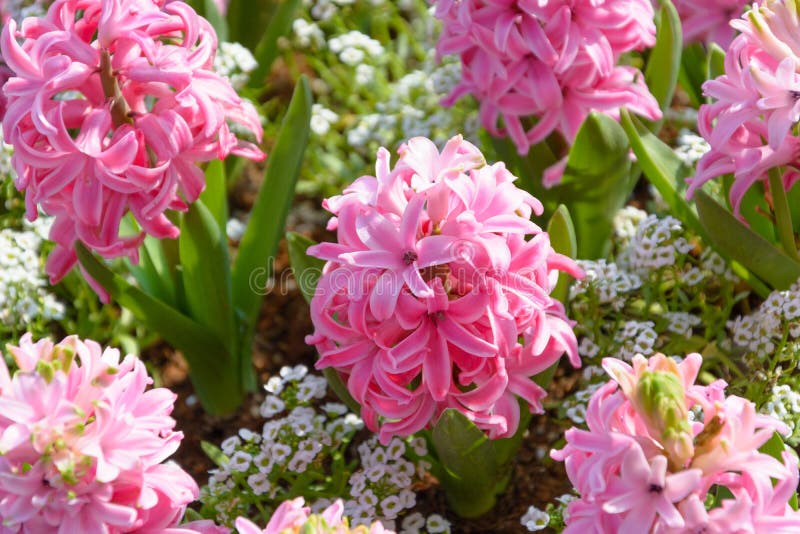 Flores cor-de-rosa imagem de stock. Imagem de oferta - 37041553