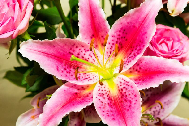 Flores cor-de-rosa imagem de stock. Imagem de flores - 89608633