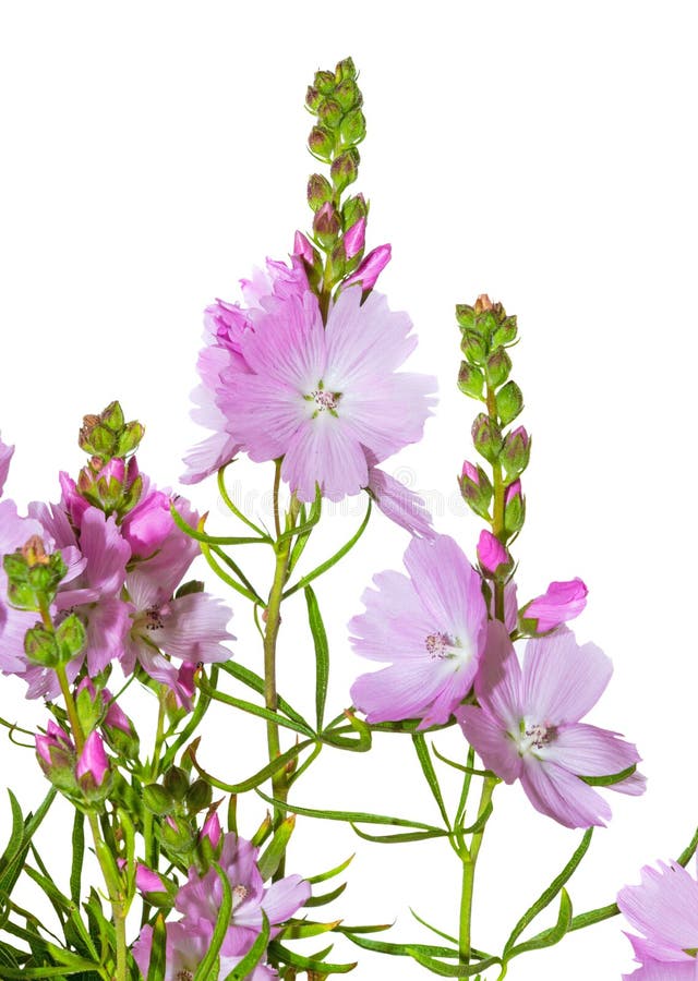 Malva Cor-de-rosa Que Floresce No Prado Imagem de Stock - Imagem de ...