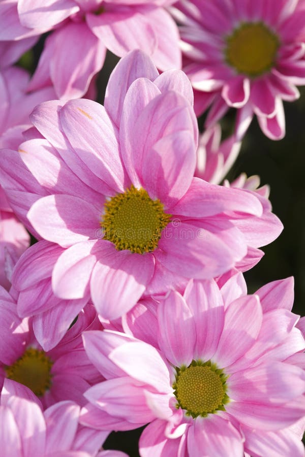 Flores de margarida rosa imagem de stock. Imagem de botânica - 14055959