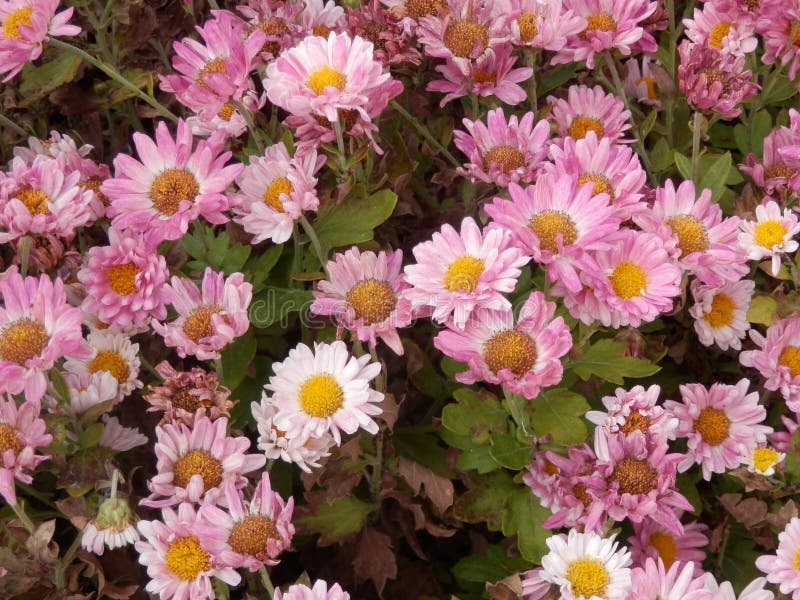 Margaridas Cor-de-rosa Espanholas Foto de Stock - Imagem de closed ...