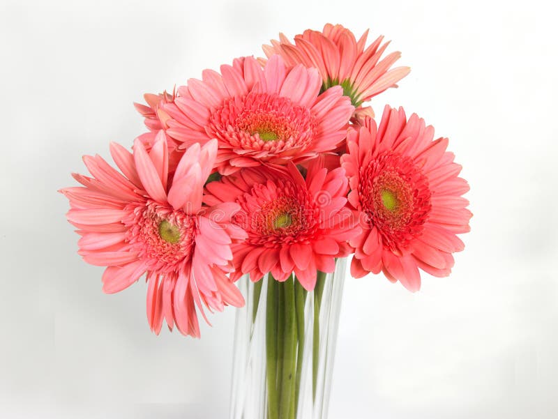 Flores Cor-de-rosa Da Margarida Foto de Stock - Imagem de creativo ...