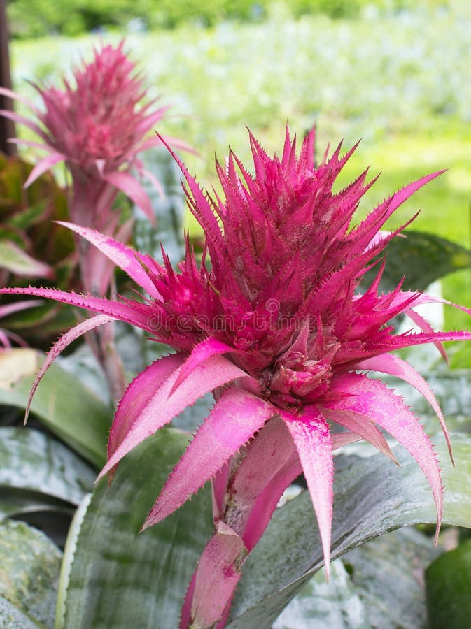 Flores Cor-de-rosa Do Abacaxi Imagem de Stock - Imagem de erva, verde ...