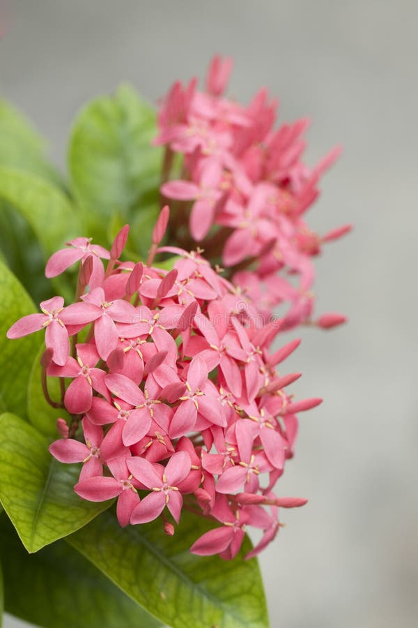 Flores Cor-de-rosa Do Ixora Foto de Stock - Imagem de cores, tropical ...