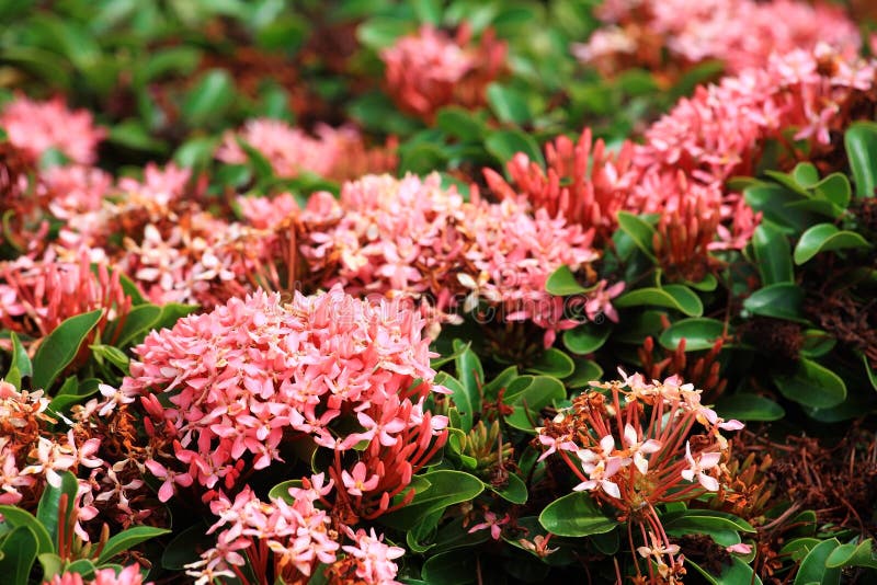 Flores Cor-de-rosa Do Ixora Imagem de Stock - Imagem de flora, bonito ...