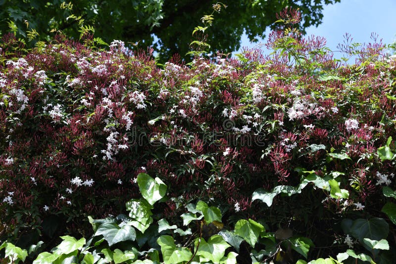 Flores Cor-de-rosa Do Jasmim Foto de Stock - Imagem de fundo, perfumado ...
