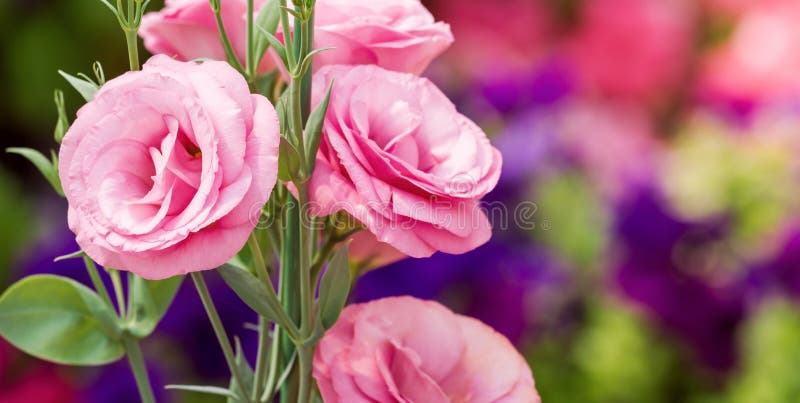 Flores Cor-de-rosa Do Lisianthus Imagem de Stock - Imagem de planta ...
