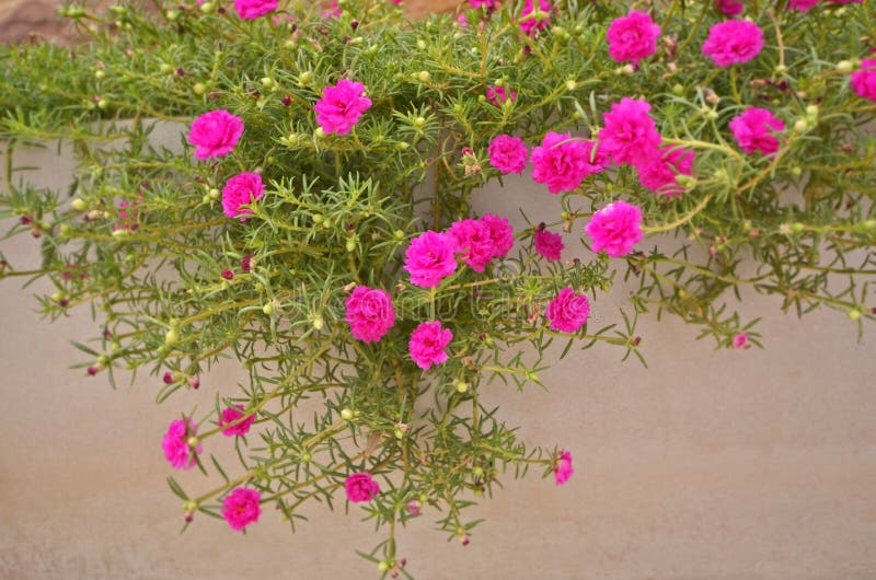 Flores Cor-de-rosa Do Musgo Cor-de-rosa E Amarelo Com Folhas Imagem de ...
