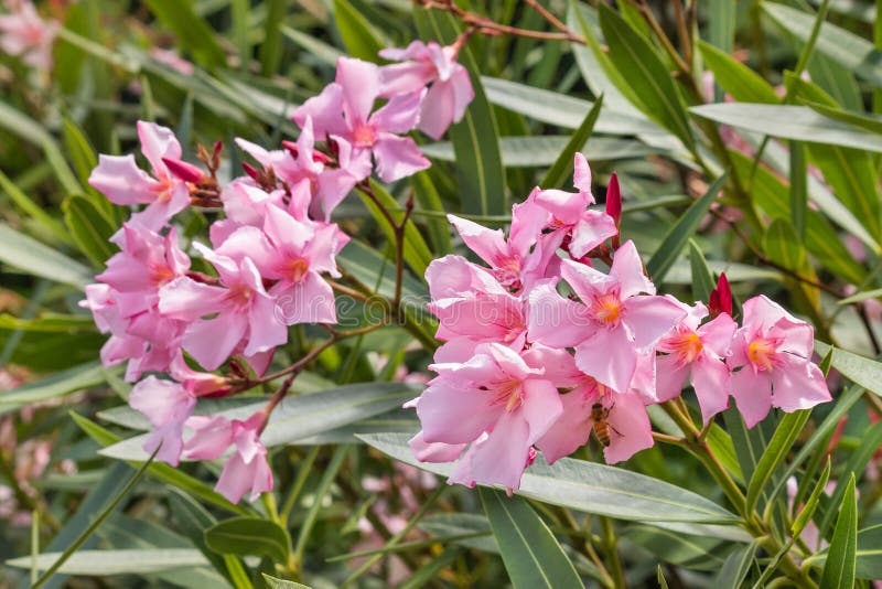 Flores Cor-de-rosa Do Oleandro Na Flor Imagem de Stock - Imagem de ...