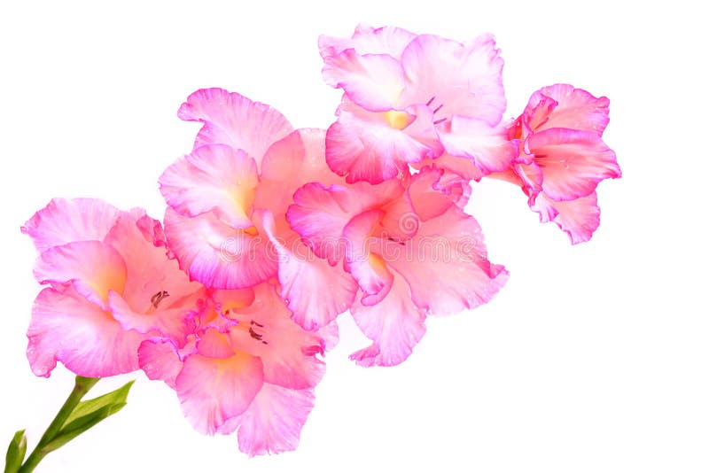 Flores Cor-de-rosa Do Tipo De Flor. Imagem de Stock - Imagem de isolado ...