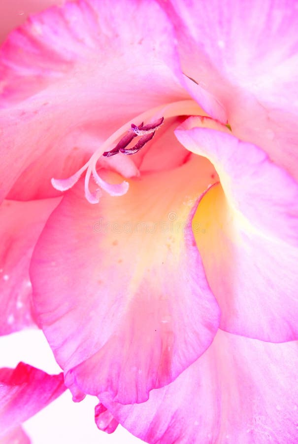 Flores Cor-de-rosa Do Tipo De Flor. Imagem de Stock - Imagem de ...