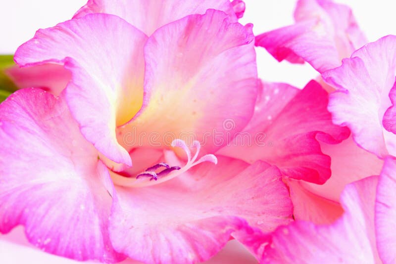 Flores Cor-de-rosa Do Tipo De Flor. Foto de Stock - Imagem de macro ...