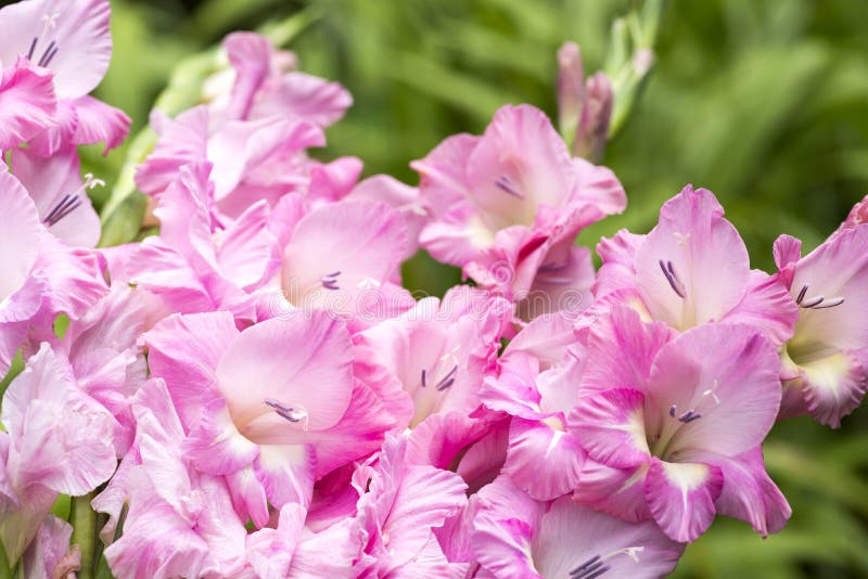 Flores Cor-de-rosa Do Tipo De Flor Imagem de Stock - Imagem de naughty ...