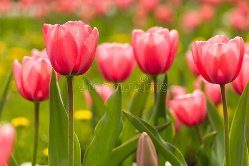Flores Cor-de-rosa Do Tulip Imagem de Stock - Imagem de exterior, flor ...