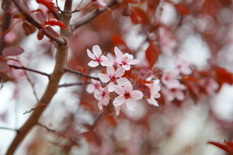 Flores Cor-de-rosa Em Um Ramo Foto de Stock - Imagem de cereja ...