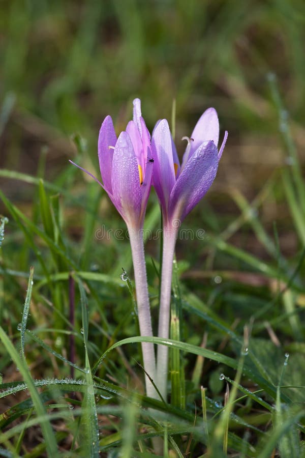 Flores Cubiertas De Rocio Agradables Foto de archivo - Imagen de bosque ...