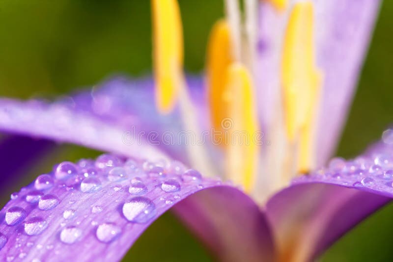 Flores Cubiertas De Rocio Agradables Foto de archivo - Imagen de bosque ...