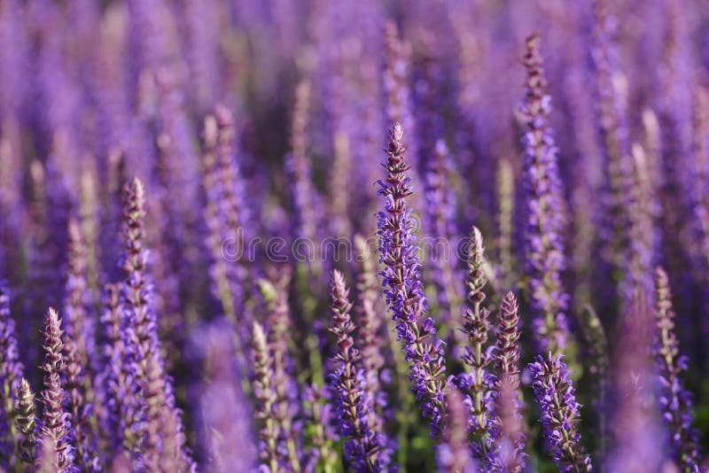Flores da alfazema na flor imagem de stock. Imagem de lavender - 37561035