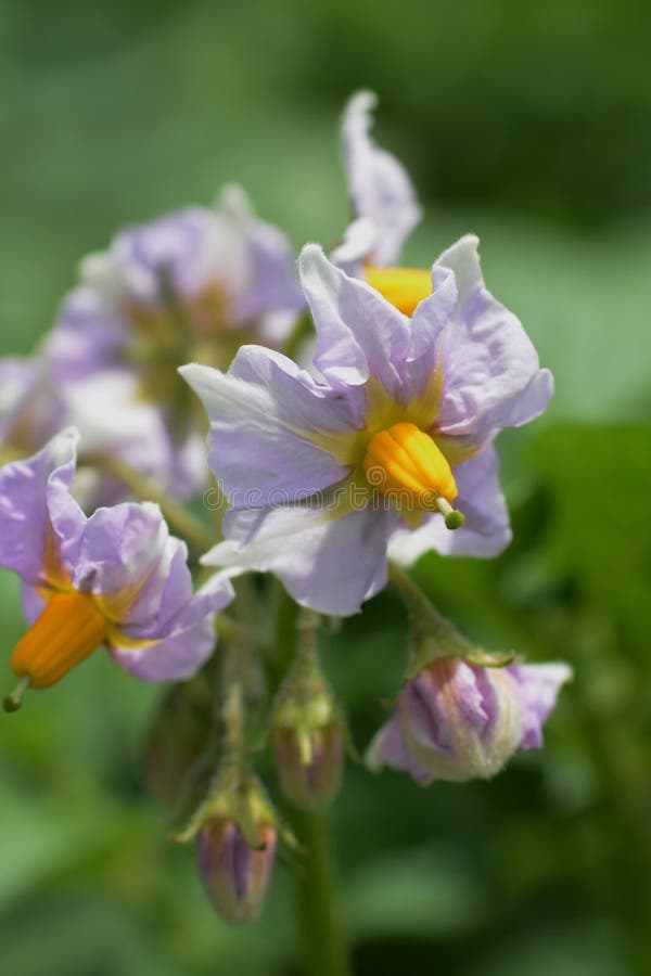 Flores da batata foto de stock. Imagem de rural, fileira - 13502270