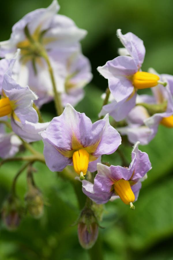 Flores da batata foto de stock. Imagem de rural, fileira - 13502270