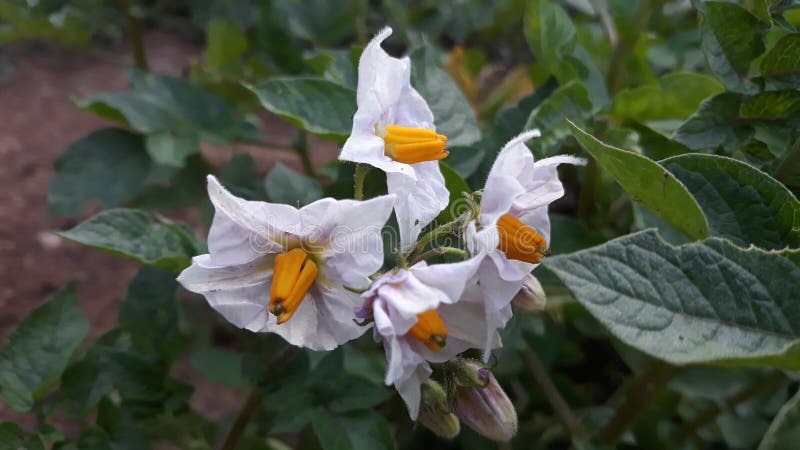 Flores da batata imagem de stock. Imagem de batata, flores - 20090169