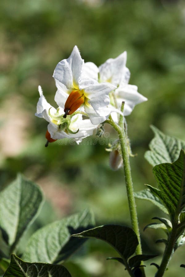 Flores da batata imagem de stock. Imagem de terra, cultivado - 20090169
