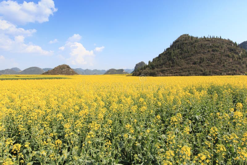 Flores Da Colza De Luoping Em Yunnan China Foto de Stock - Imagem de ...