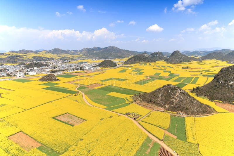 Flores Da Colza De Luoping Em Yunnan China Foto de Stock - Imagem de ...