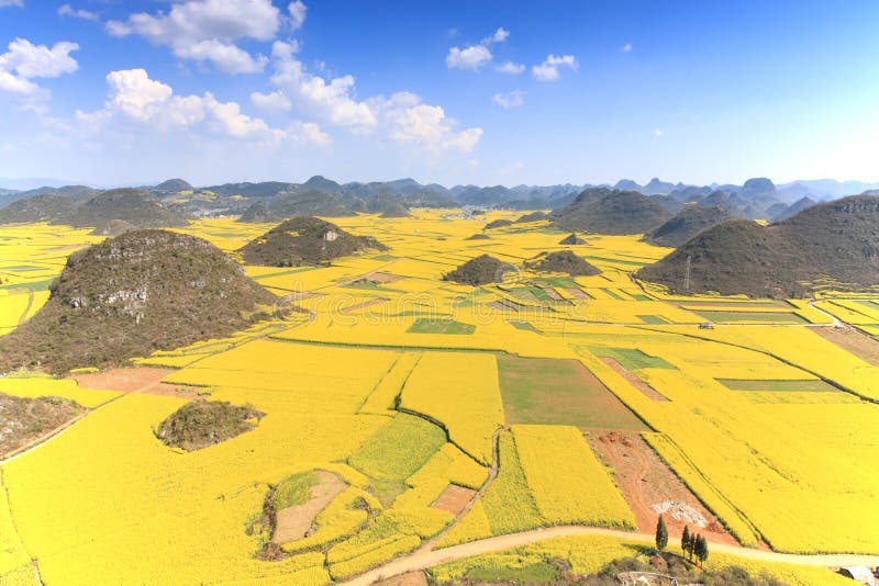 Flores Da Colza De Luoping Em Yunnan China Foto de Stock - Imagem de ...