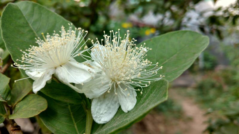 Flor da goiaba com folhas imagem de stock. Imagem de recente - 98792673