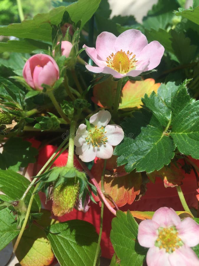 Planta De Morango Com Flores Cor-de-rosa Imagem de Stock - Imagem de ...
