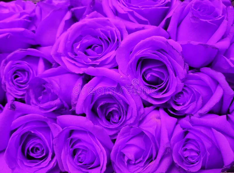 Flores Da Rosa Do Roxo Em Um Arranjo Floral Foto de Stock - Imagem de ...