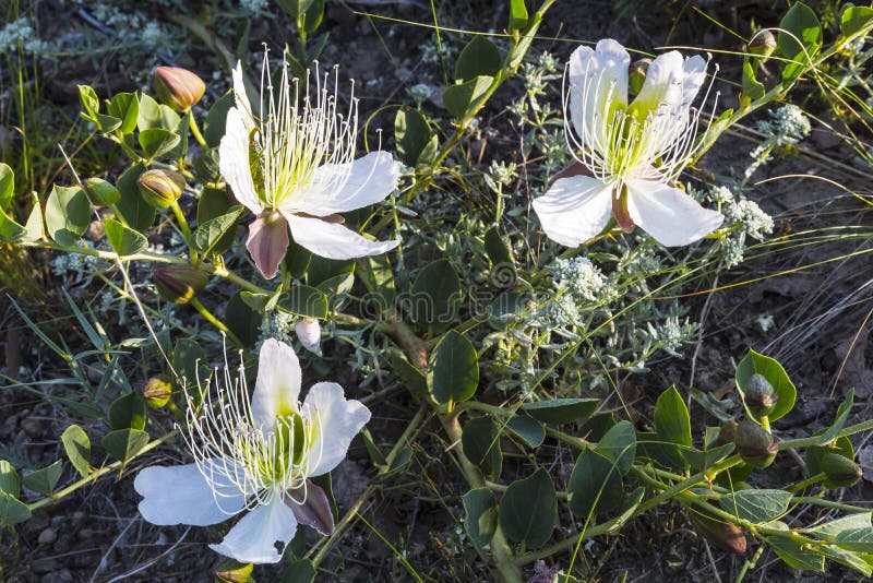 Flores Das Alcaparras No Selvagem Foto de Stock - Imagem de campo ...