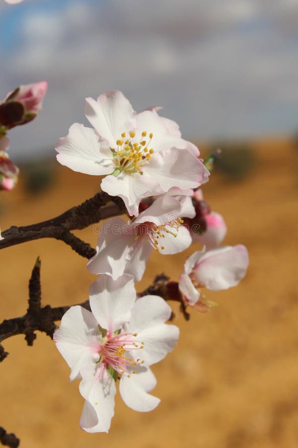 Flores de almendra imagen de archivo. Imagen de flora - 249261235