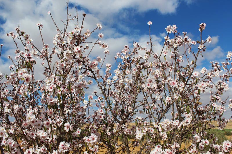 Flores de almendra imagen de archivo. Imagen de blanco - 249261635