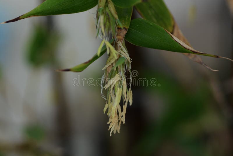Flores De Bambu Na Floresta De Bambu. Imagem de Stock - Imagem de ...