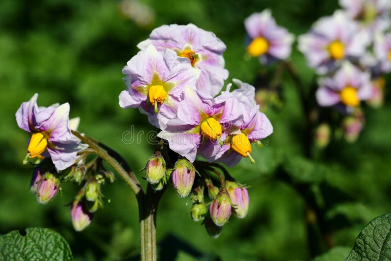 Flores da batata no campo foto de stock. Imagem de nuvem - 52021536