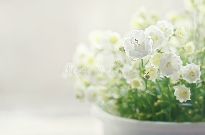 Lata De Campana Blanca. Campanula Persicifolia En Gotas De Lluvia ...