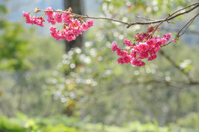 Flores De Cerejeira Do Rosa Da Flor Completa Imagem de Stock - Imagem ...