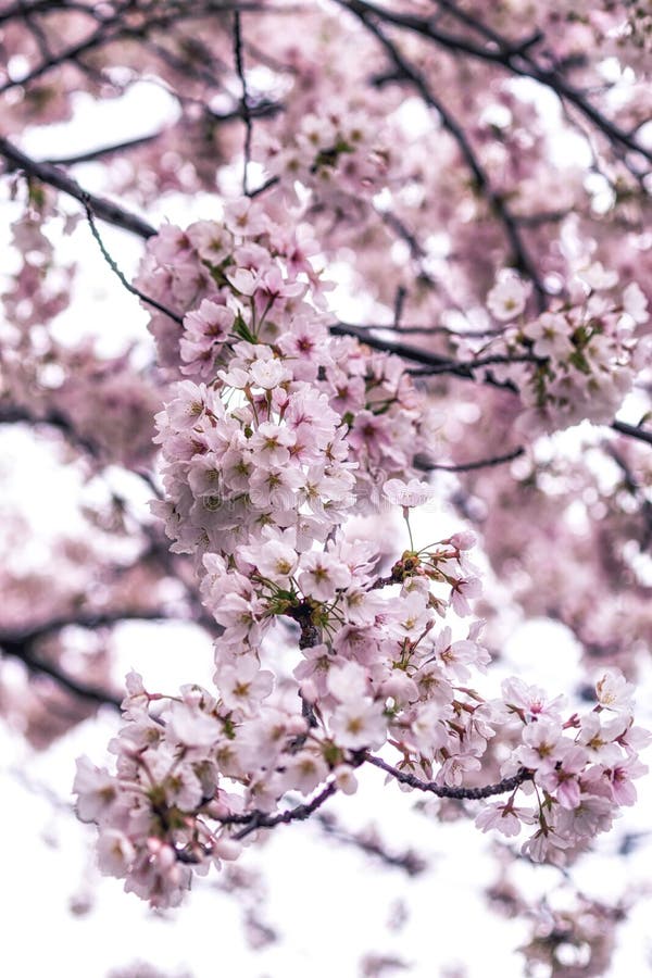 Flores De Cerezo En La Corea Del Sur De Seul Imagen de archivo - Imagen ...