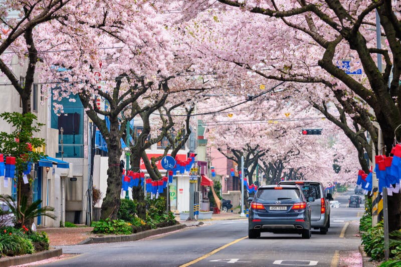 Flores De Cerezo Sakura En Flor En Corea Fotografía editorial - Imagen ...