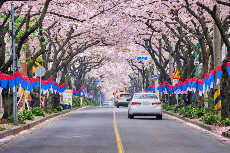Flores De Cerezo Sakura En Flor En Corea Imagen editorial - Imagen de ...